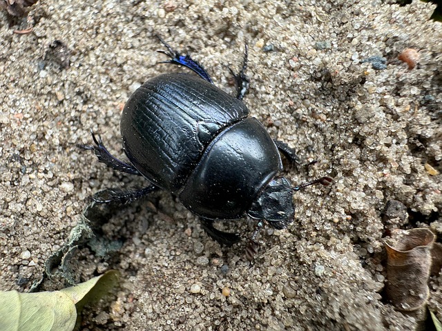 Dung Beetle Bug Insect - Free photo on Pixabay - Pixabay