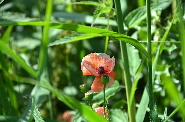 Travel Flowers Netherlands - Free photo on Pixabay - Pixabay