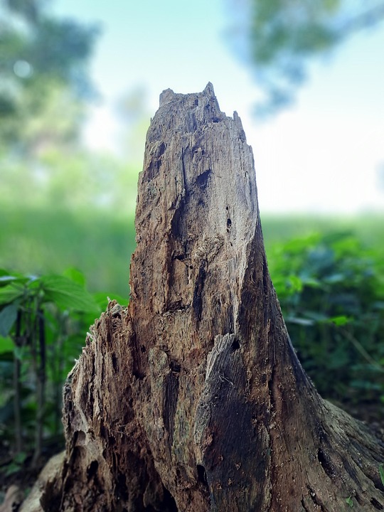 Dead Tree Wood - Free photo on Pixabay