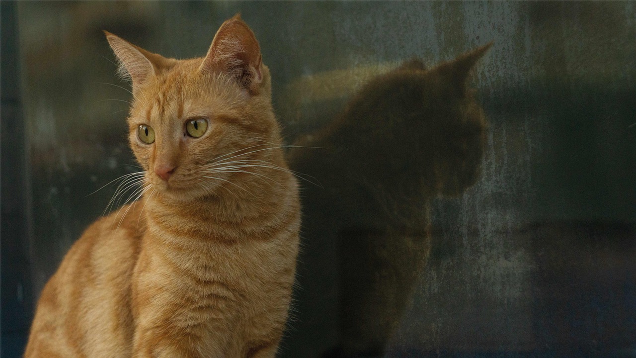 Cat Mirror Life - Free photo on Pixabay - Pixabay