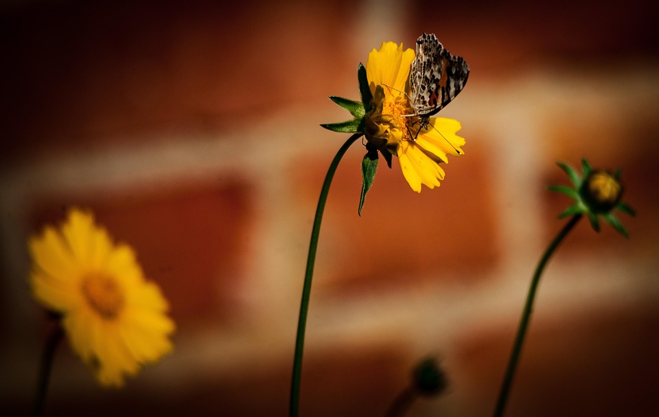 Sable Coreopsis Papillon - Photo gratuite sur Pixabay - Pixabay