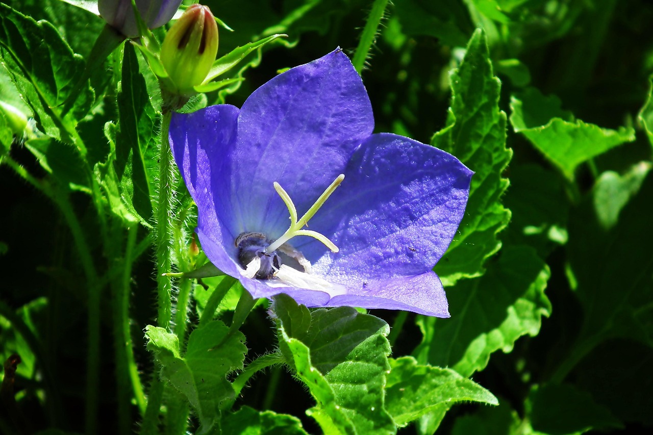 Fleur Cloche Carpathian Le - Photo gratuite sur Pixabay - Pixabay