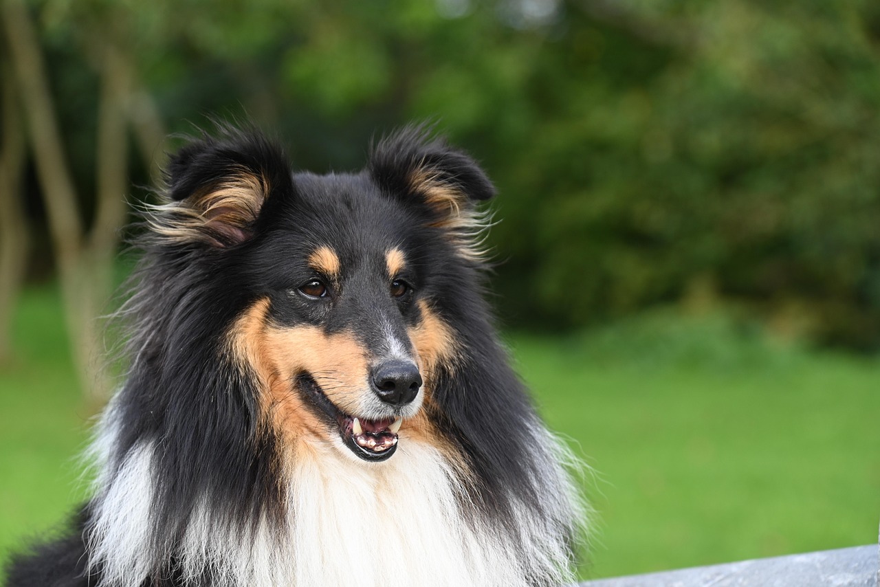 Shetland Sheepdog Dog Sheltie - Free photo on Pixabay - Pixabay