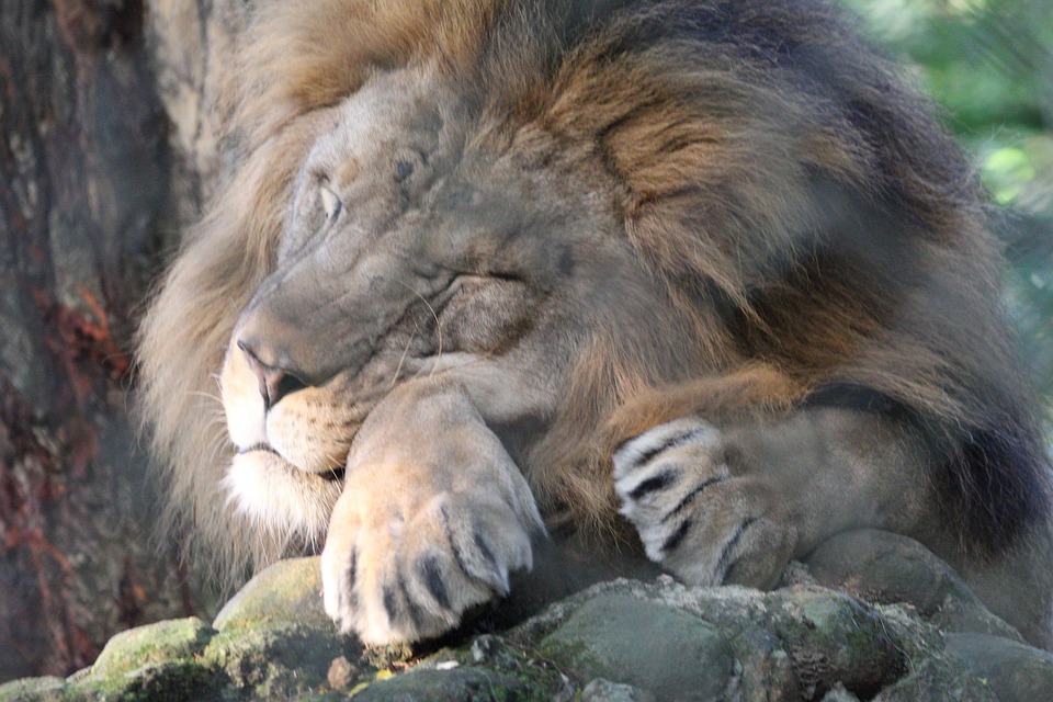 Male Lion Singa Alam - Foto gratis di Pixabay - Pixabay