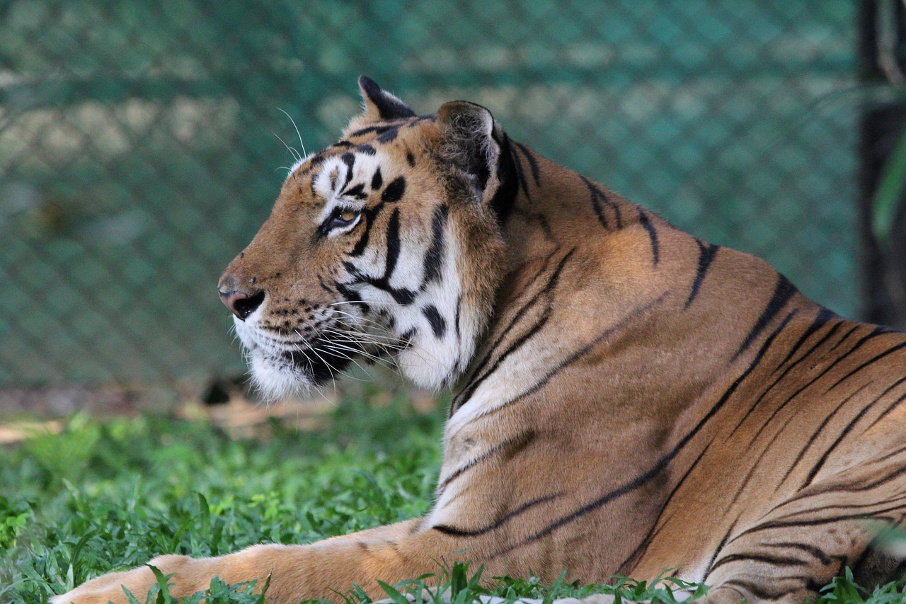 Tiger Stripes Female - Free photo on Pixabay - Pixabay
