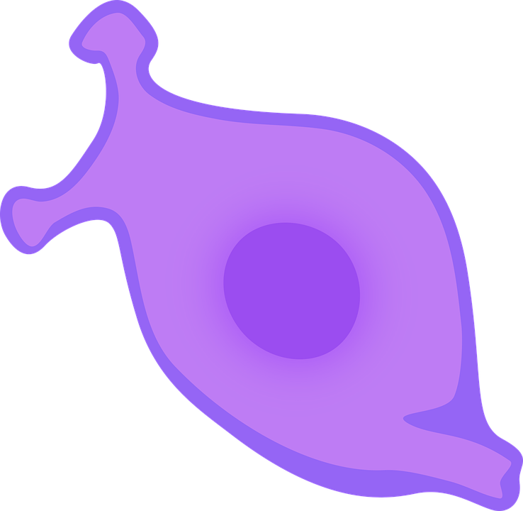 Micoplasma Gallisepticum Celda - Gráficos vectoriales gratis en Pixabay