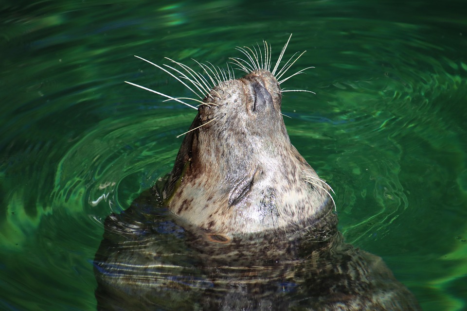 Foca Bigotes Cabeza - Foto gratis en Pixabay - Pixabay