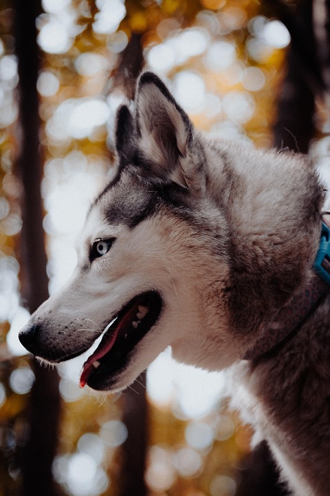 Dog Husky Animal - Free photo on Pixabay