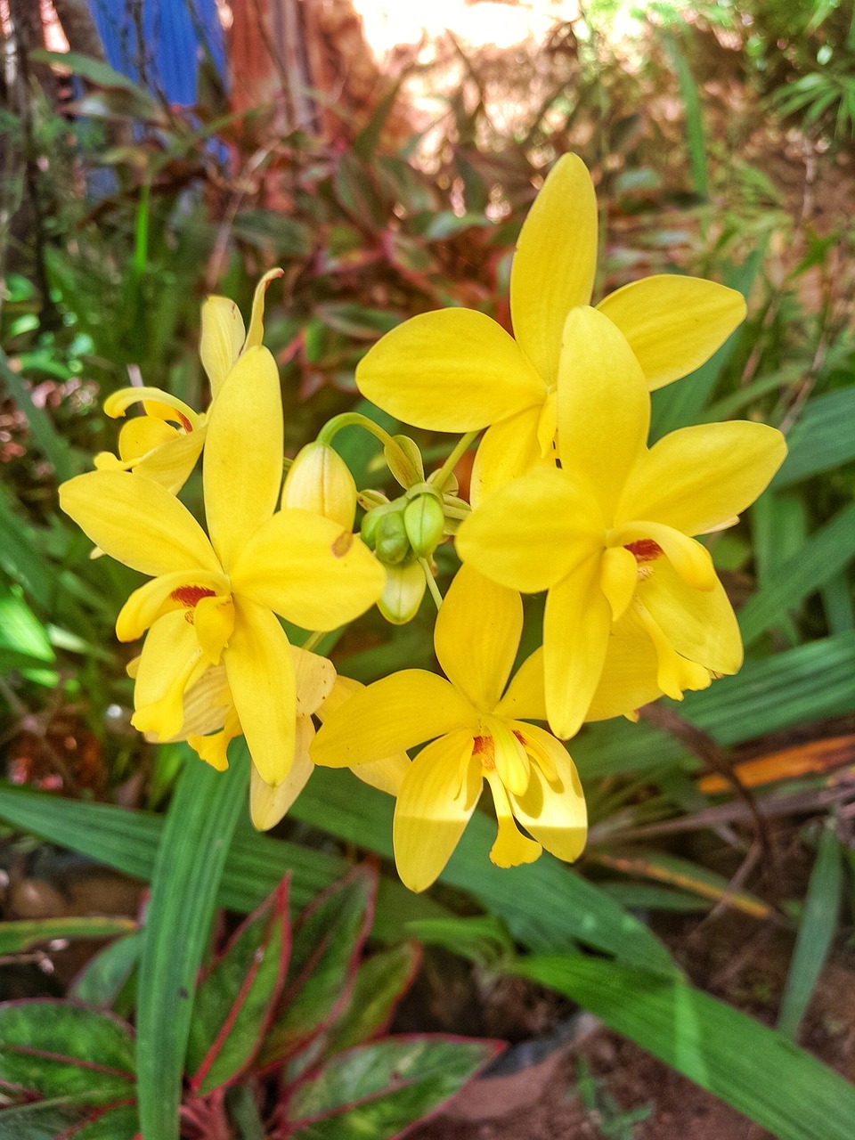 Fleur Jaune Orchidée - Photo gratuite sur Pixabay - Pixabay