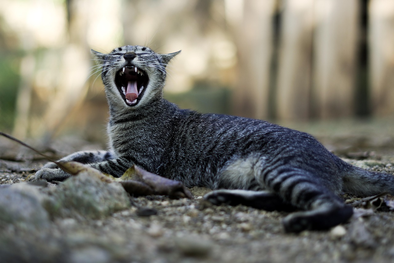 Animal Gatito Mascota - Foto gratis en Pixabay - Pixabay