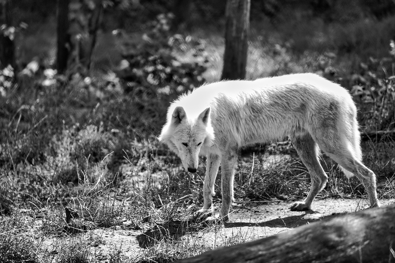 La Nature Forêt Loup - Photo gratuite sur Pixabay - Pixabay