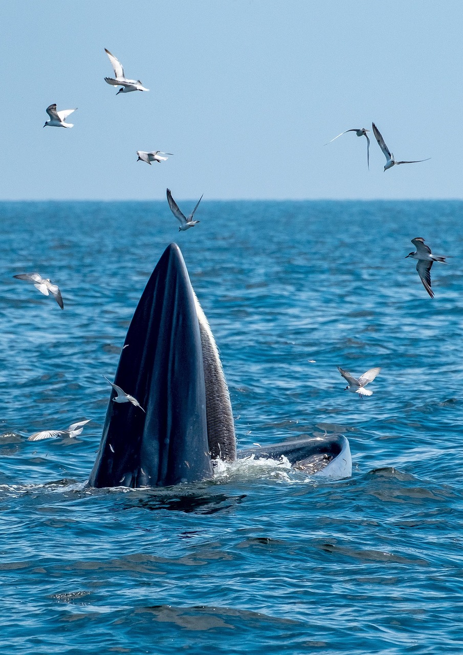 Bryde'S Whale Fish - Free photo on Pixabay - Pixabay