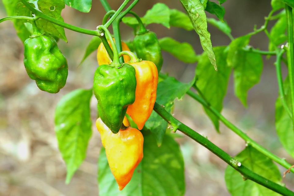 Chilli Plant Nature - Free photo on Pixabay - Pixabay