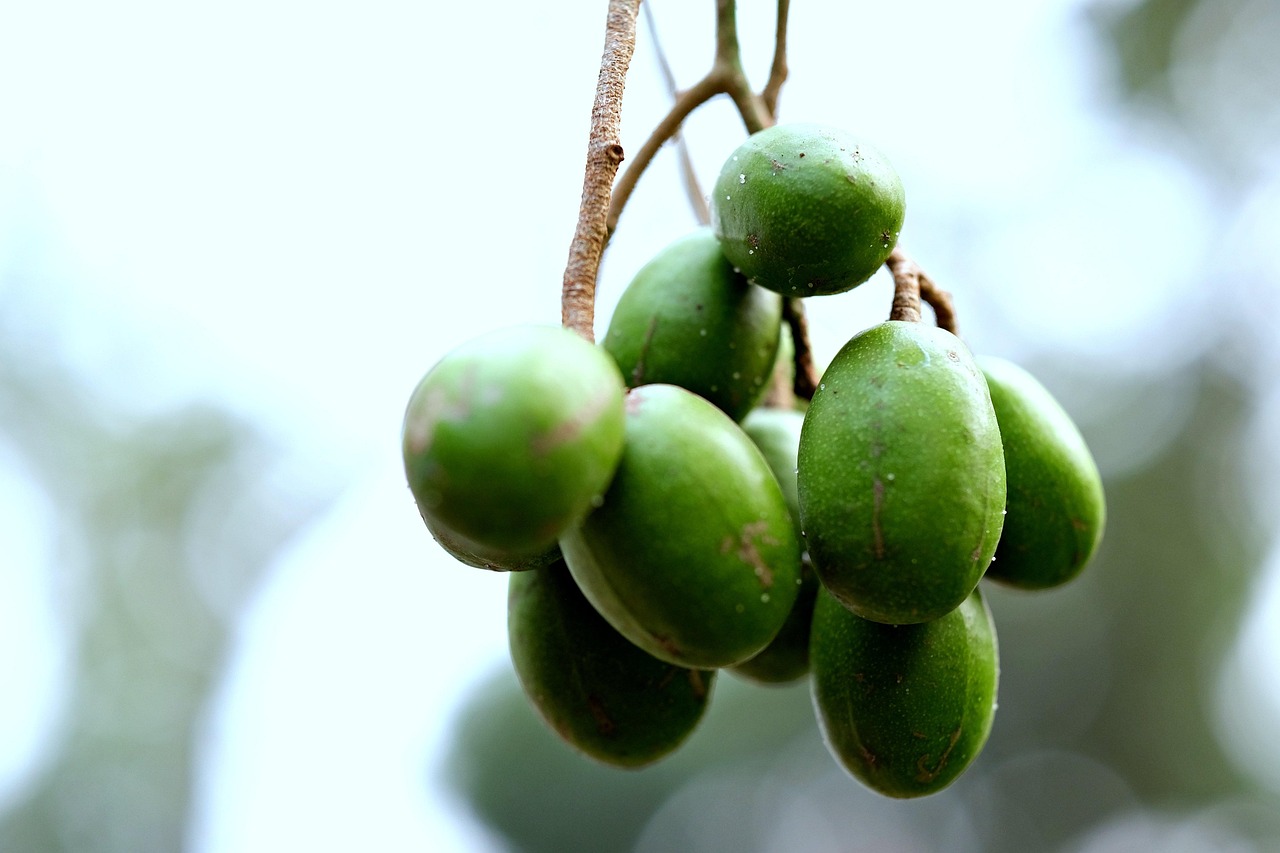 Fruit Plant Flora - Free photo on Pixabay