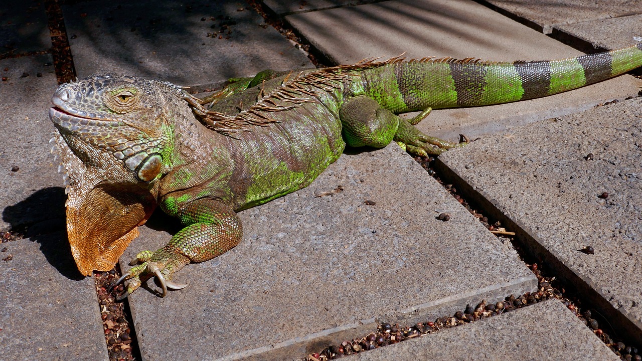 Reptile Iguana - Free photo on Pixabay - Pixabay