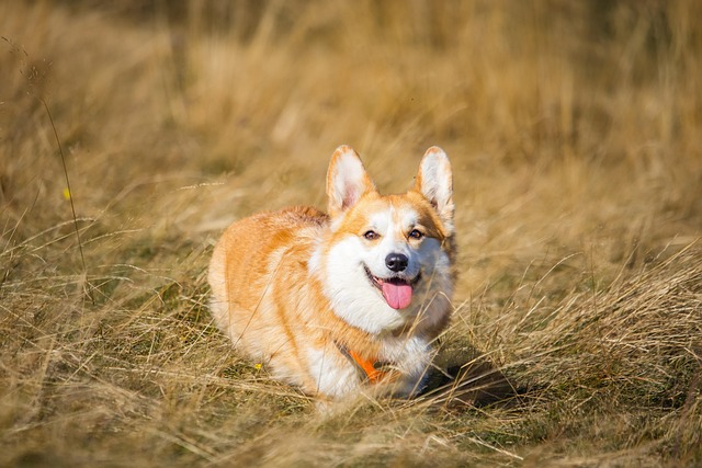 狗 柯基犬 威尔士柯基犬 - Pixabay上的免费照片 - Pixabay