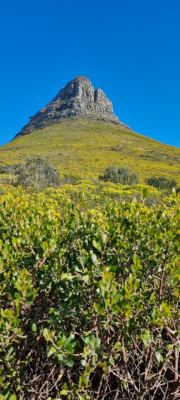 Lions Head Nature Mountain Cape - Free photo on Pixabay - Pixabay