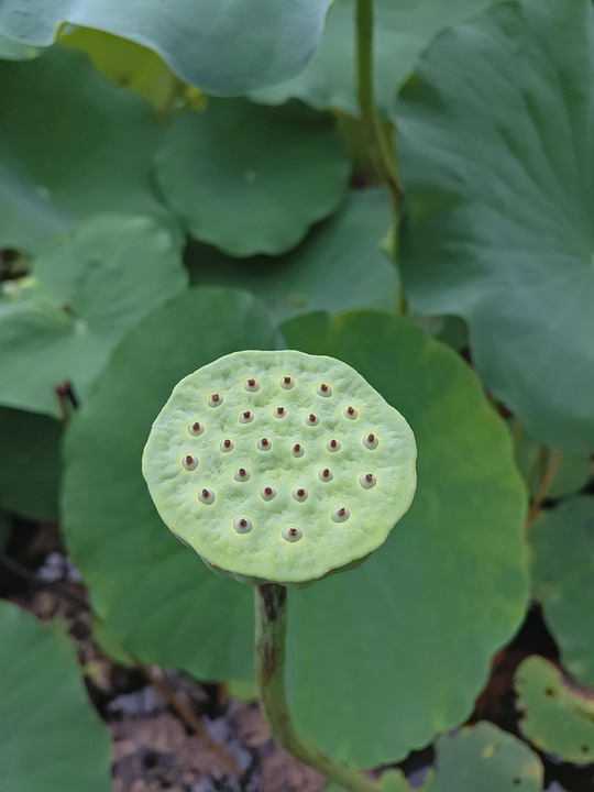 Nature Vert Lotus - Photo gratuite sur Pixabay - Pixabay