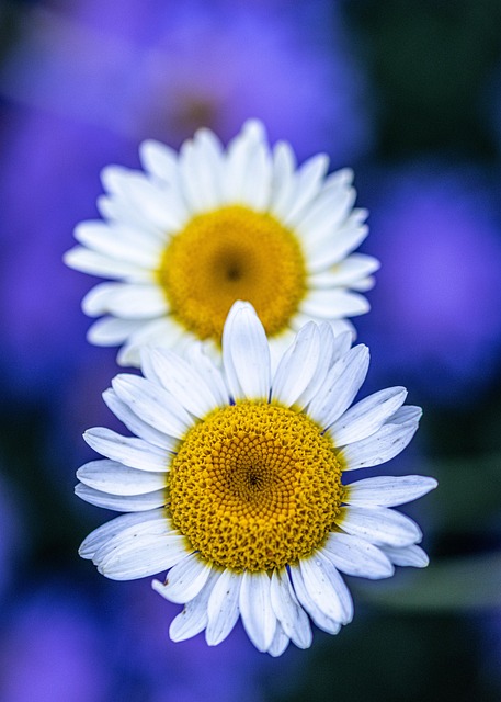 Margarida Comum - Foto gratuita no Pixabay - Pixabay