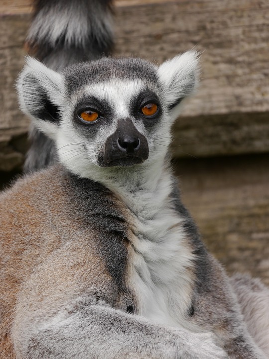 Lemur Zoo Animal - Free photo on Pixabay - Pixabay