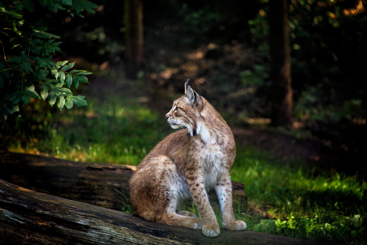 Animal Mammal Lynx - Free photo on Pixabay - Pixabay