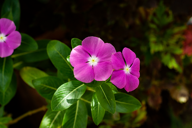 Download Flower Periwinkle Shade Royalty-Free Stock Illustration Image ...