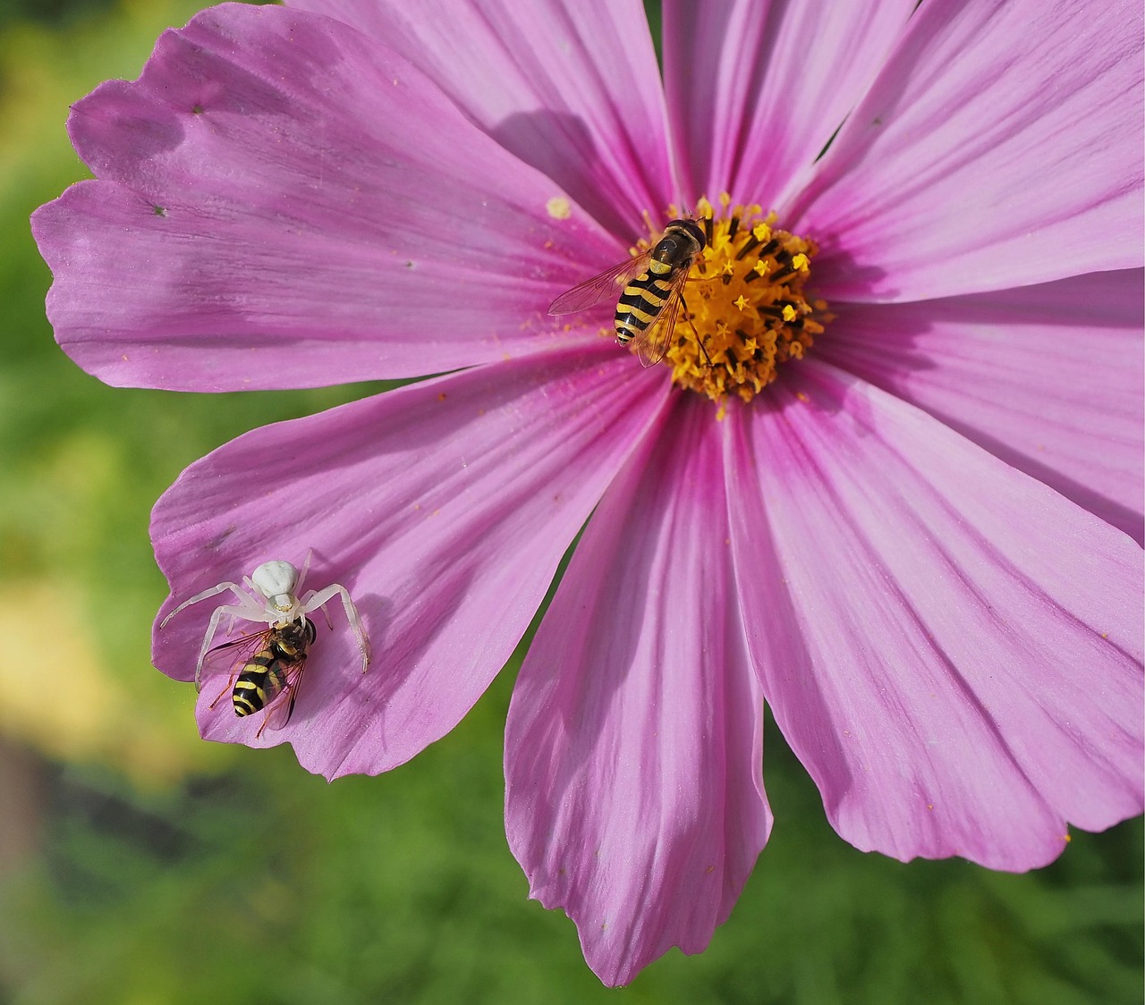 Discover And Download Free Images Pixabay