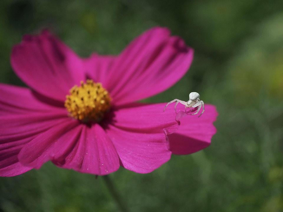 Spider Flower Insect Crab - Free photo on Pixabay