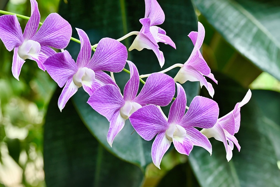 Orchid Flower Bloom - Free photo on Pixabay - Pixabay