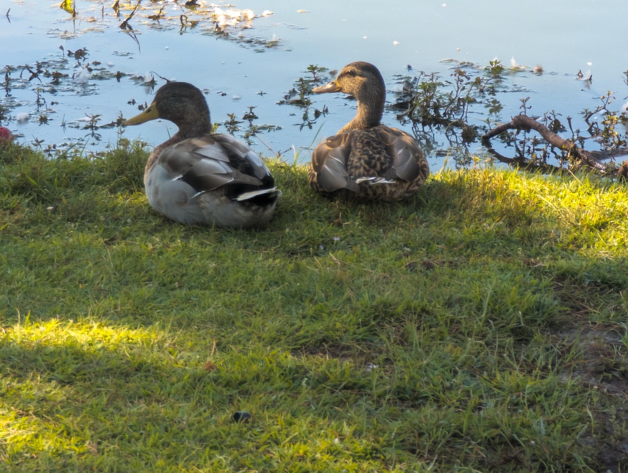 Patos Reales Pato Hembra - Foto gratis en Pixabay - Pixabay