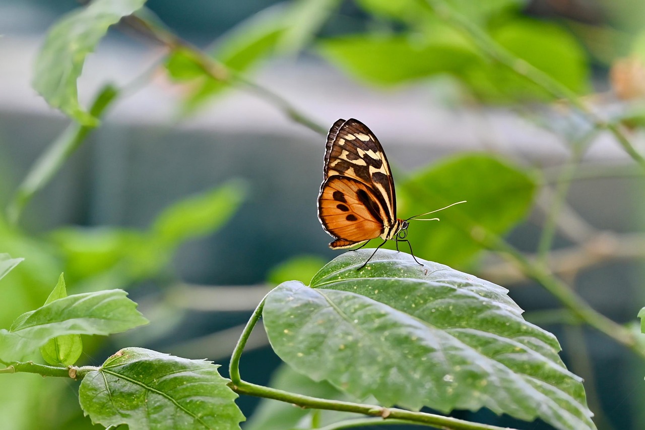 Butterfly Insect Wings - Free photo on Pixabay - Pixabay