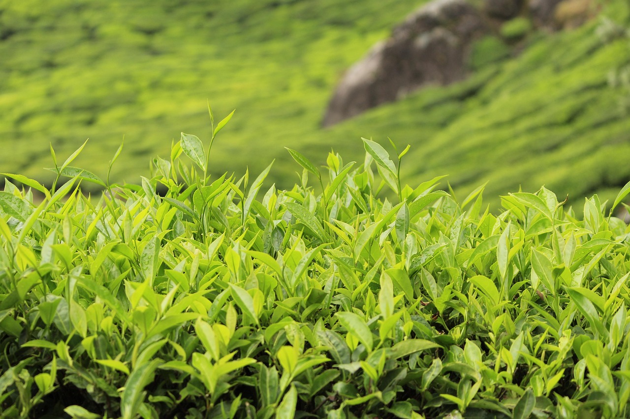 Natureza Assam Chá - Foto gratuita no Pixabay - Pixabay