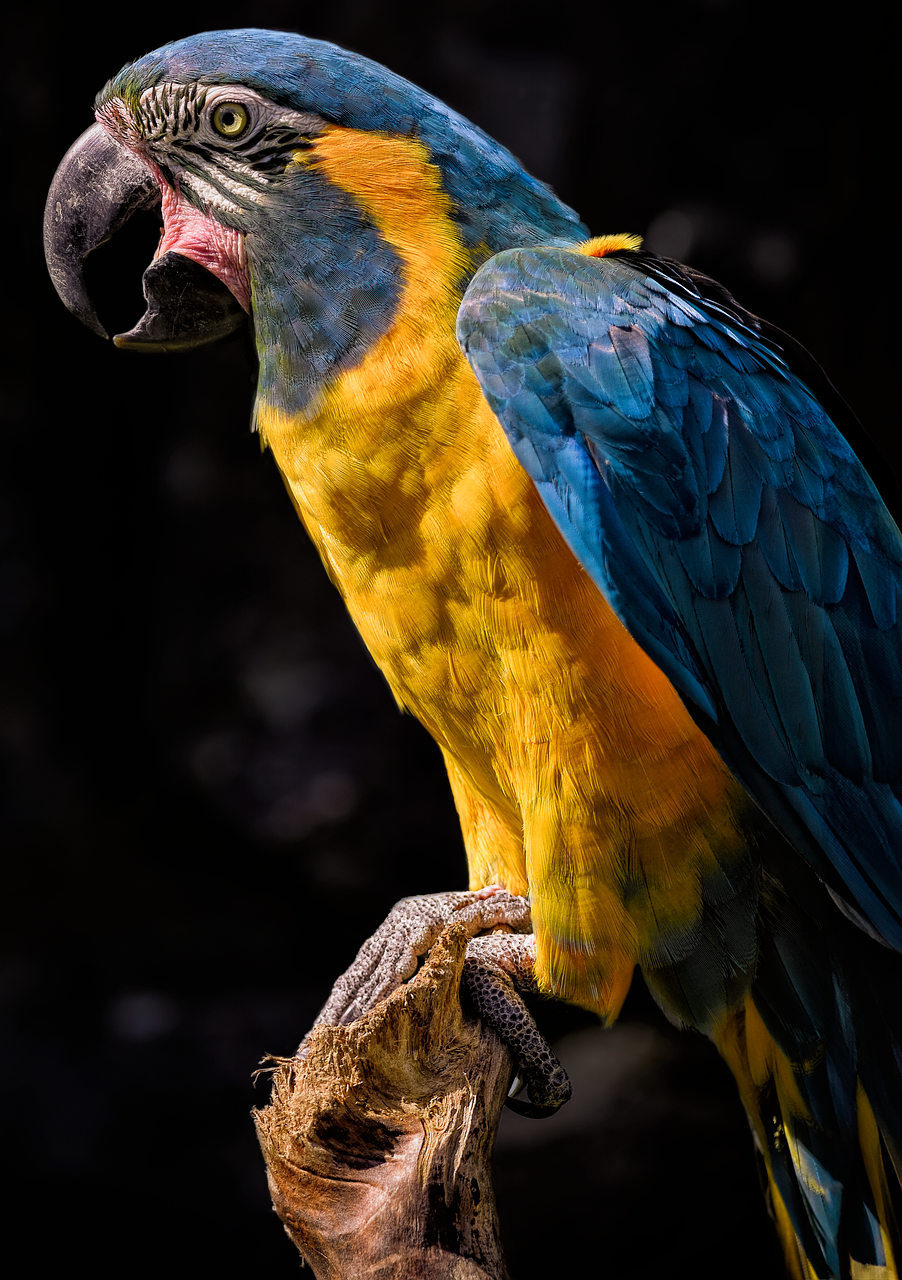 Más de 100 000 imágenes gratis de Guacamayo Azul y Guacamayo - Pixabay