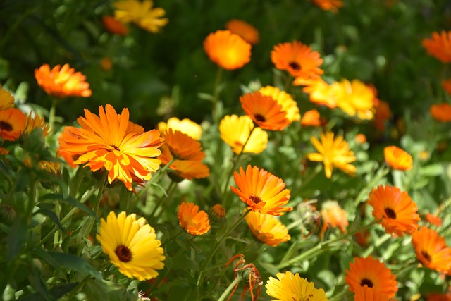 Fleur Souci La Nature - Photo gratuite sur Pixabay - Pixabay