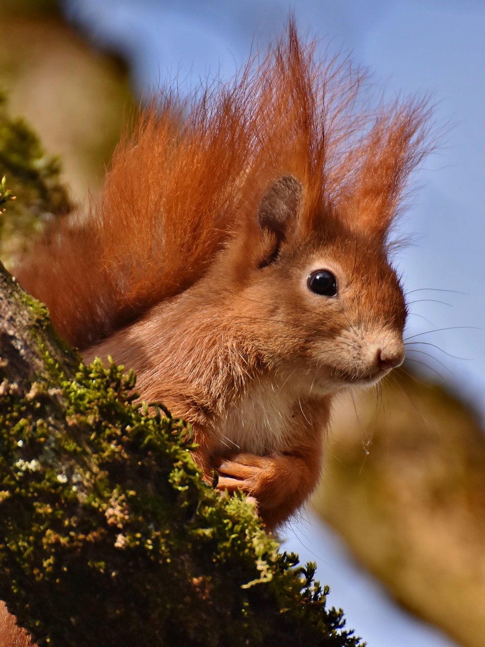 Animal Squirrel Mammal - Free photo on Pixabay - Pixabay