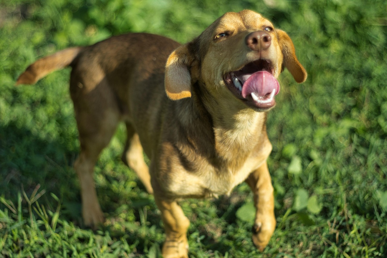 Perro Animal Mamífero - Foto gratis en Pixabay - Pixabay