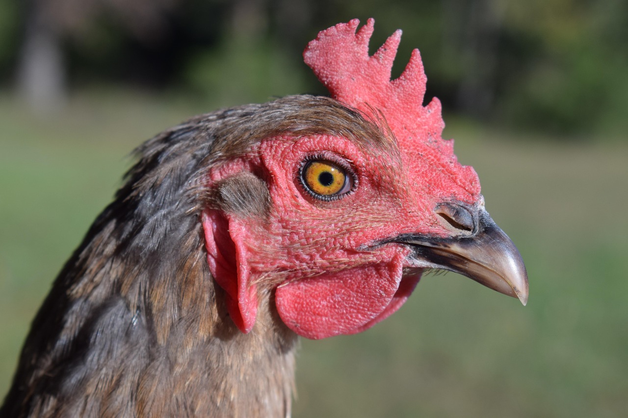 Oiseau Poulet Poule - Photo gratuite sur Pixabay - Pixabay