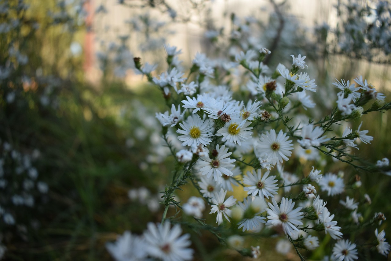 Flowers Bush Nature - Free photo on Pixabay - Pixabay