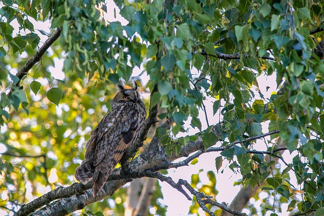 Long-Eared Owl Asio Otus Bird - Free photo on Pixabay - Pixabay