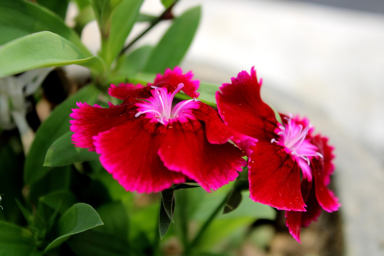 Fleurs Nature Bloom - Photo gratuite sur Pixabay - Pixabay