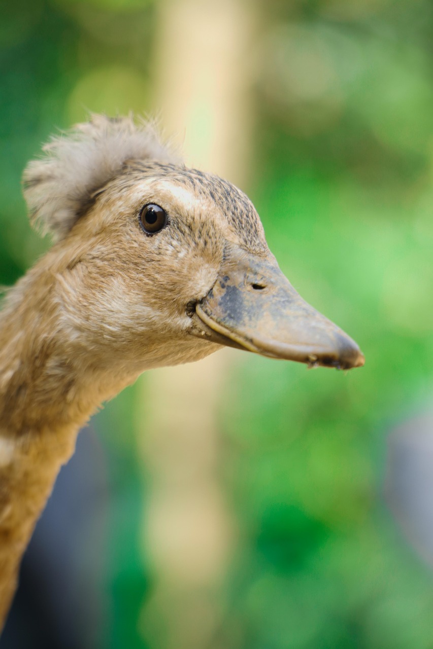 Animales Patos Mutantes - Foto gratis en Pixabay - Pixabay