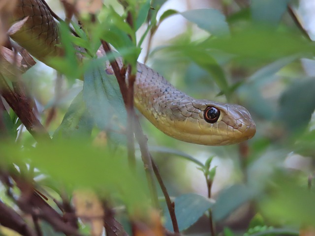 Cobra Natureza Animais Selvagens - Foto gratuita no Pixabay - Pixabay