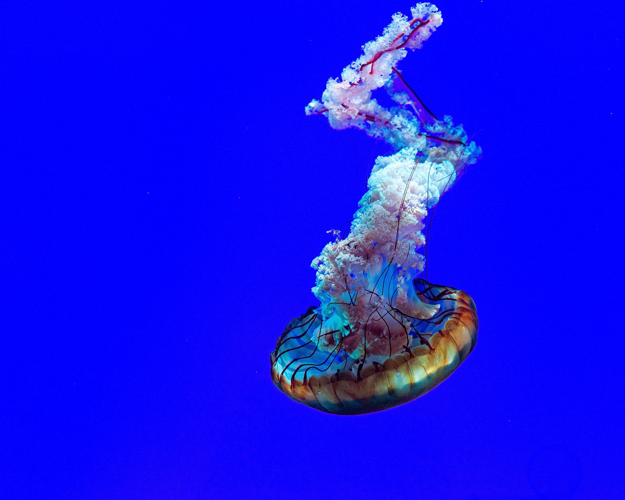 Méduse Aquatique Aquarium - Photo gratuite sur Pixabay - Pixabay
