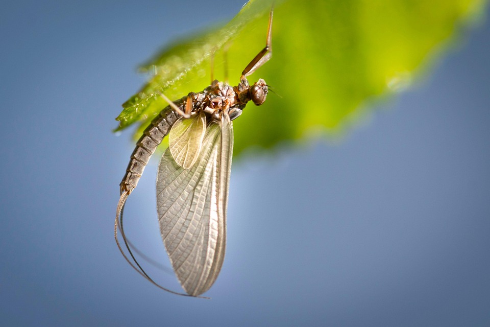 Insecte Entomologie Espèce - Photo gratuite sur Pixabay - Pixabay