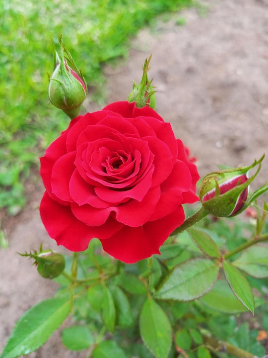 Rose La Nature Fleur - Photo gratuite sur Pixabay - Pixabay