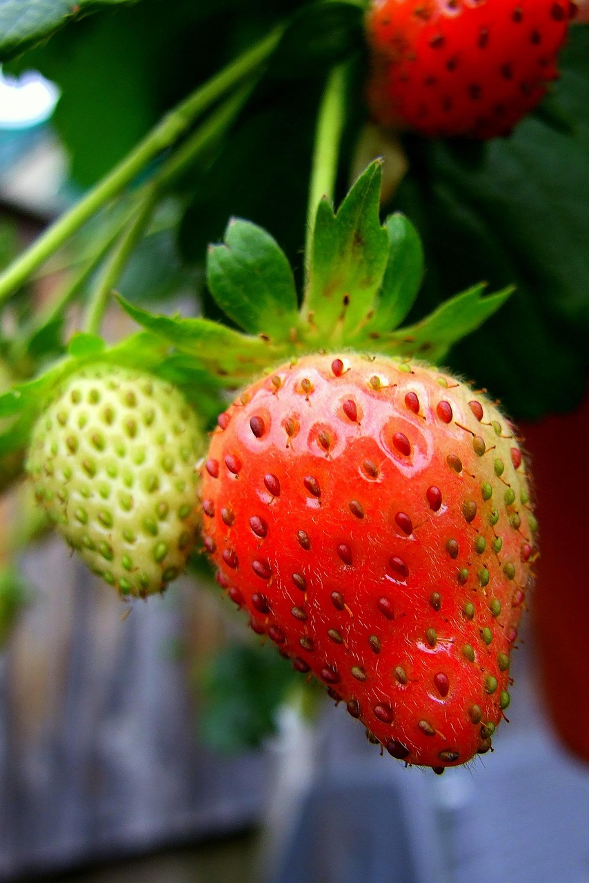 Strawberries Fruit Food Free Photo On Pixabay Pixabay