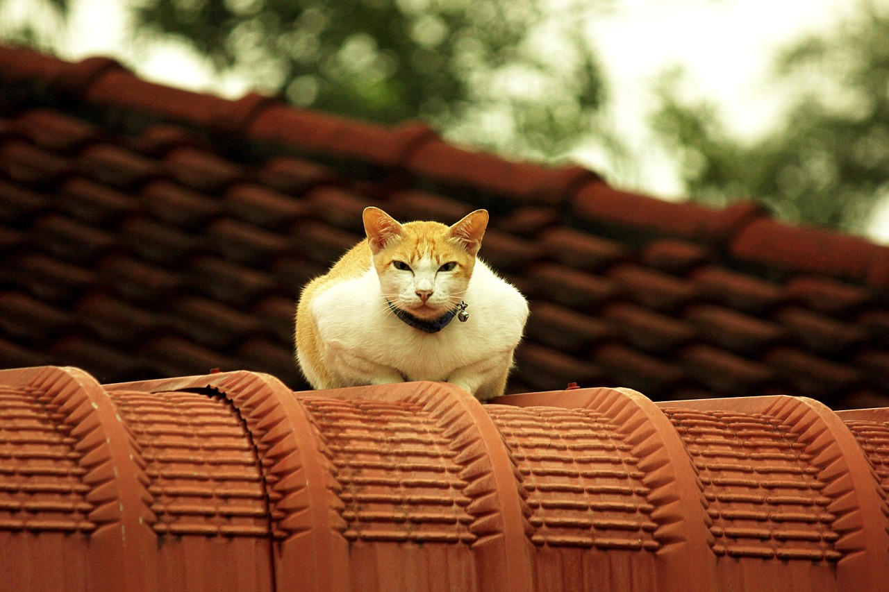 Kucing Oranye Di - Foto gratis di Pixabay - Pixabay