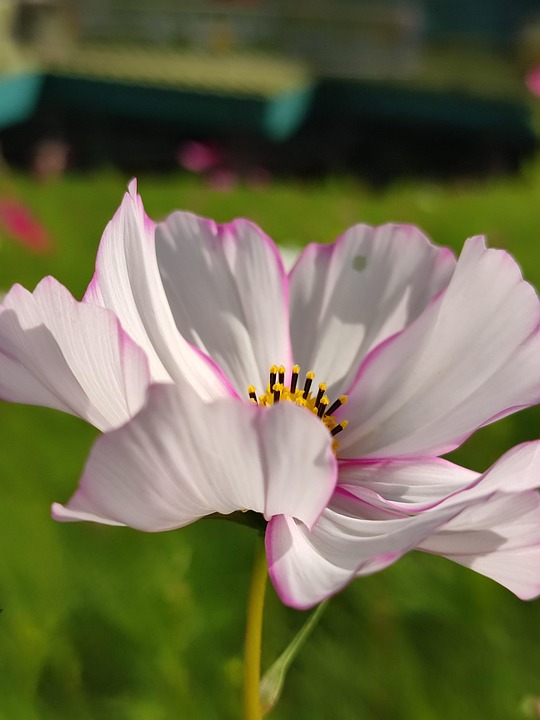 Cosmos Flower Plant - Free photo on Pixabay - Pixabay
