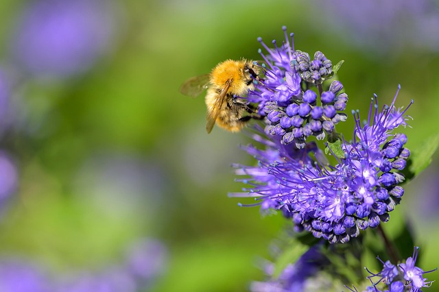 Hummel Biene Insekt - Kostenloses Foto auf Pixabay