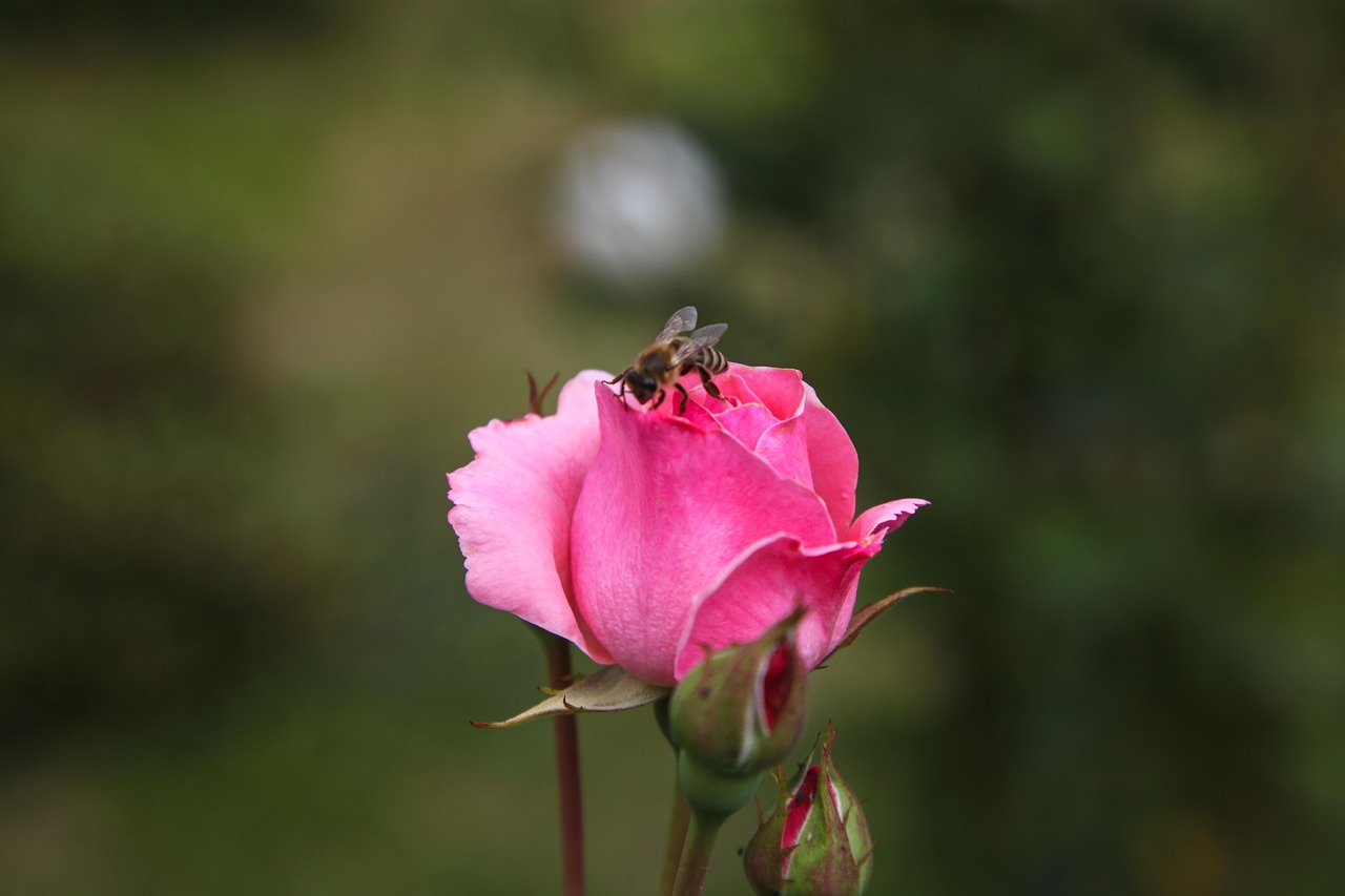 Rose Flower Plant - Free photo on Pixabay - Pixabay